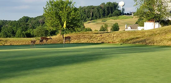 Morgan Hill Golf Course - Linx Edition
